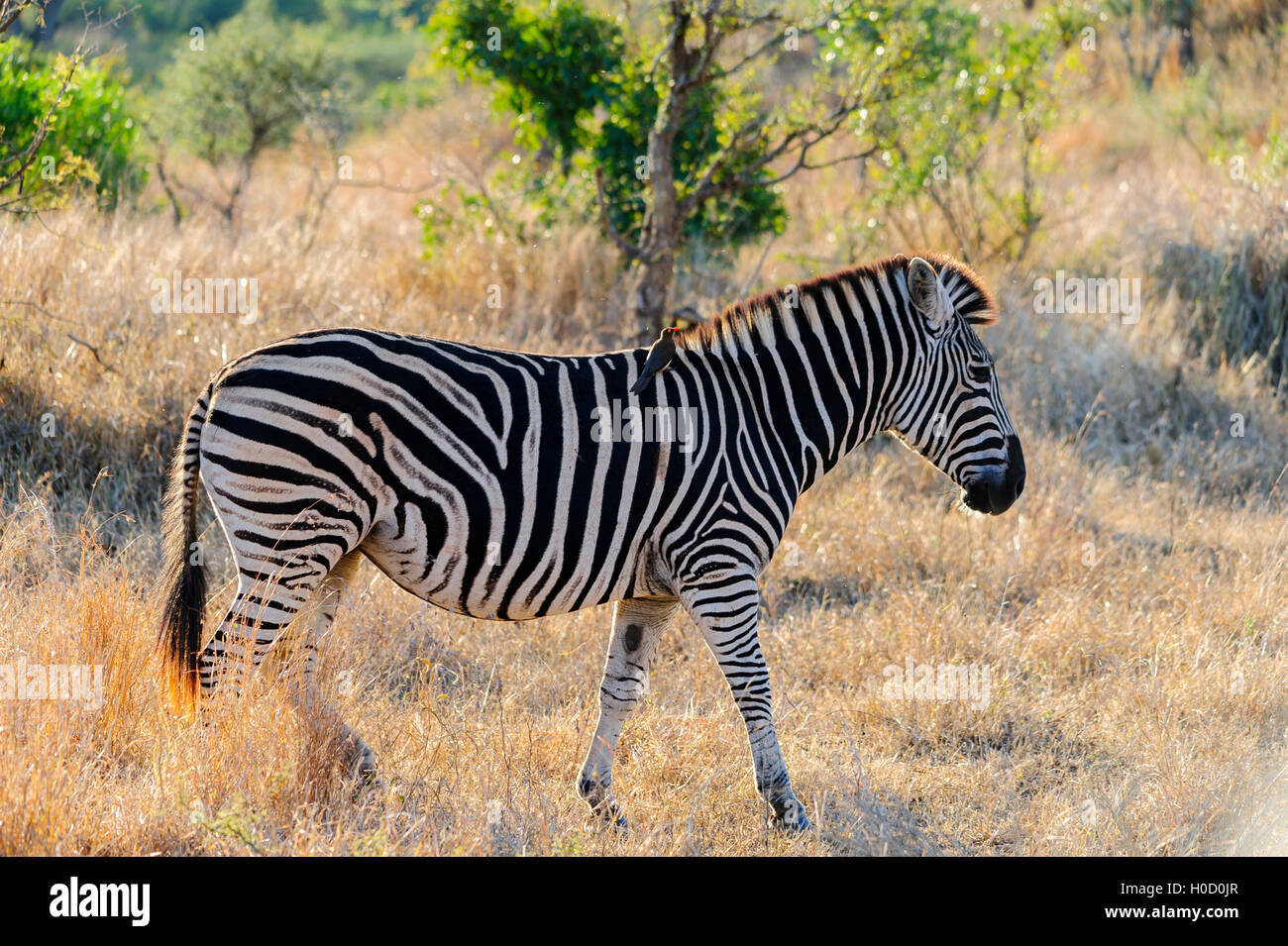 Zebra Head Bird High Resolution Stock Photography and Images - Alamy