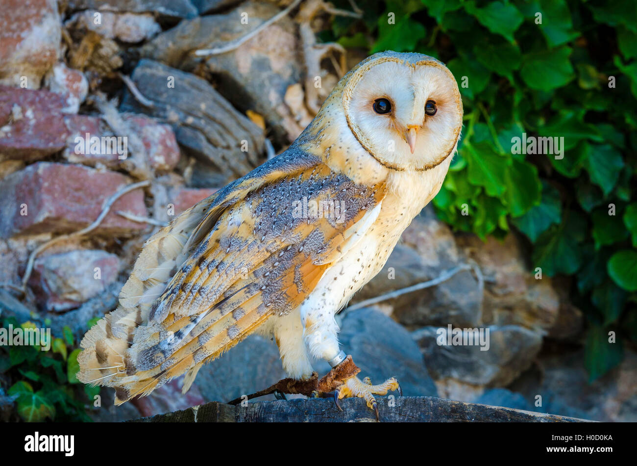Staring bird hi-res stock photography and images - Alamy