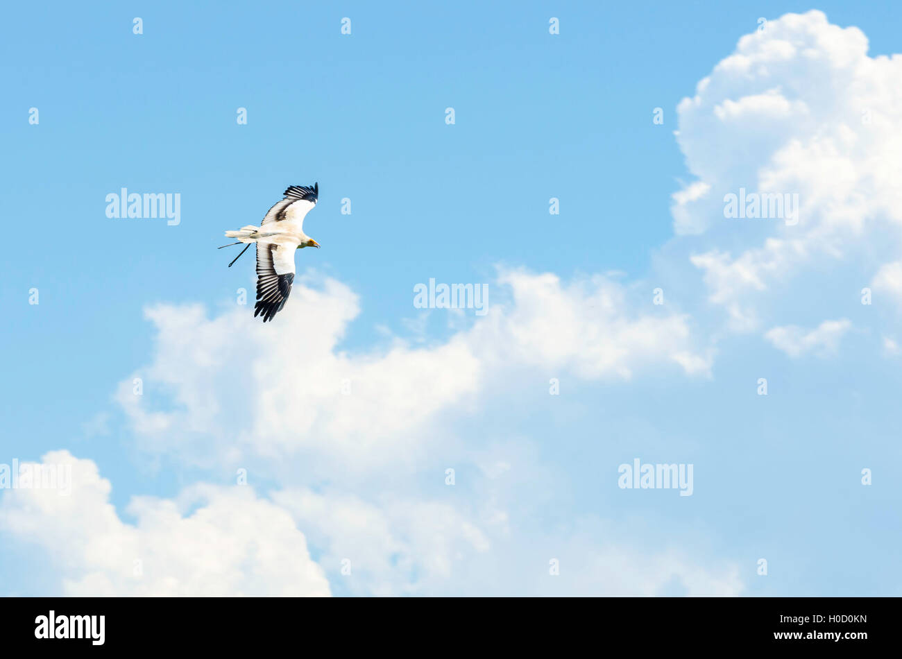 Prey bird flying Stock Photo - Alamy
