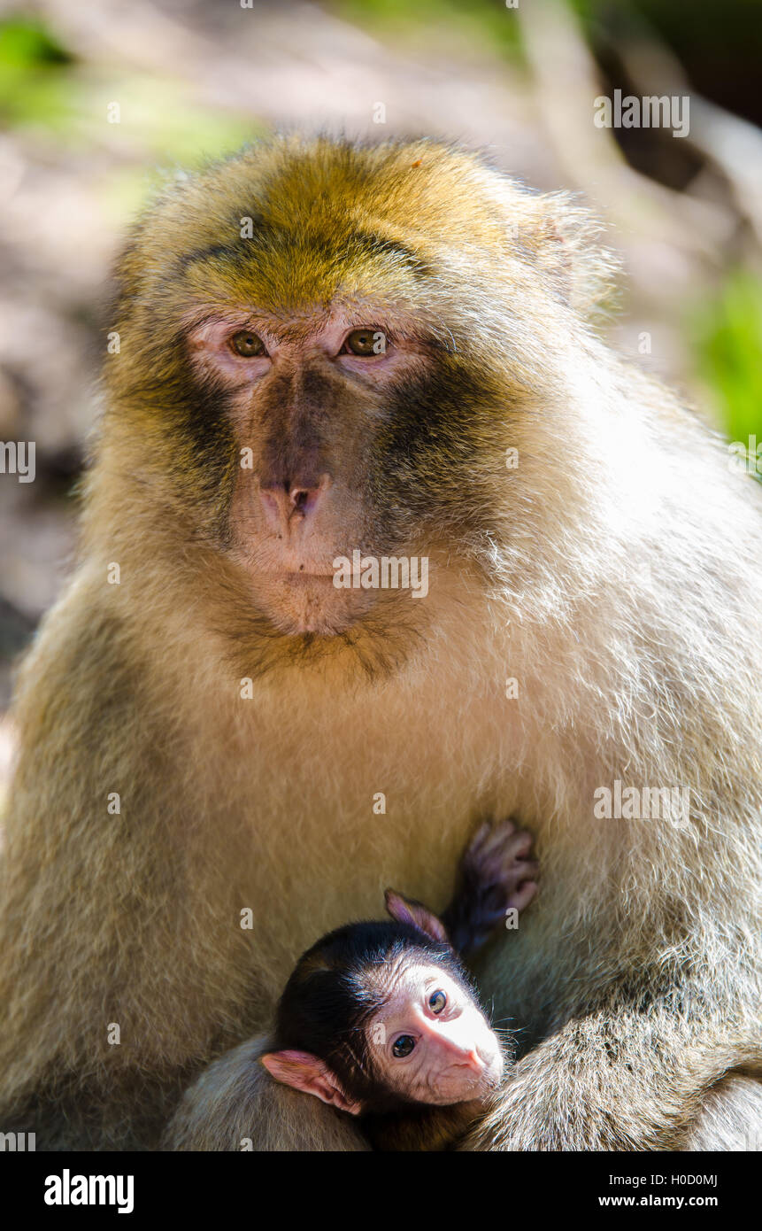 Macaque monkey mother and baby hi-res stock photography and images - Alamy