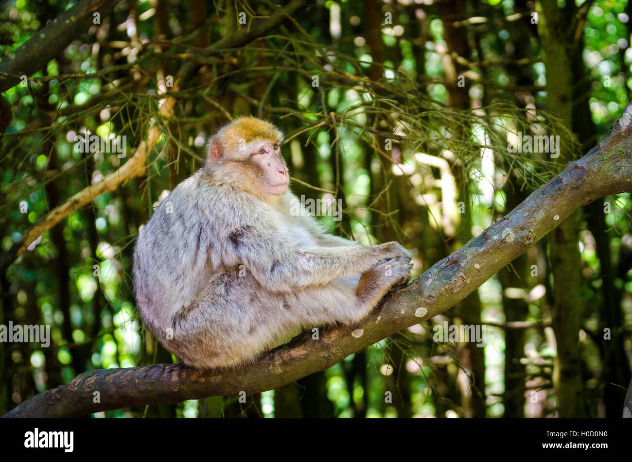 Monkey rest hi-res stock photography and images - Alamy