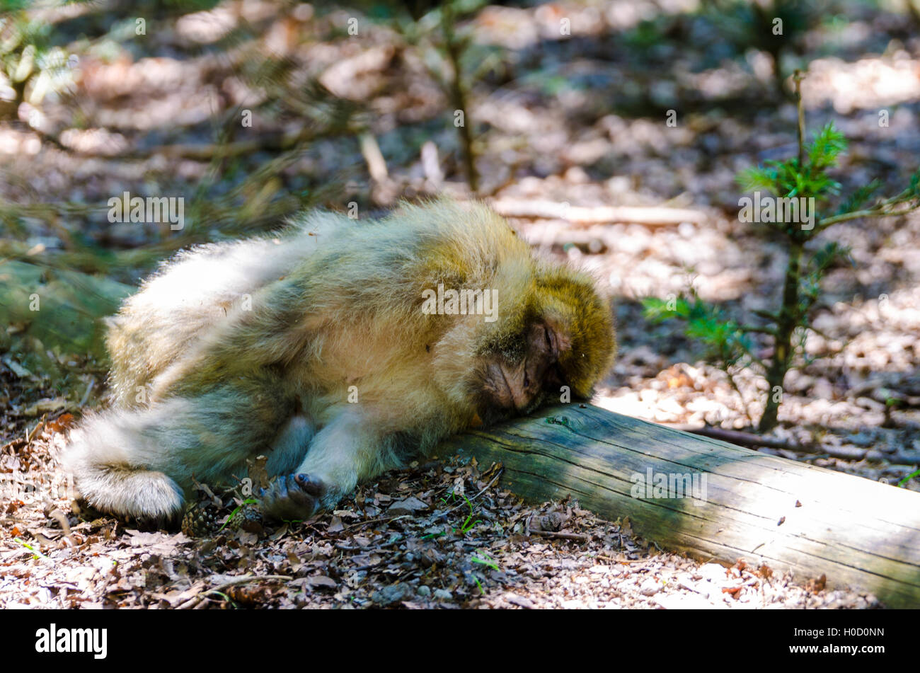 Monkey relax hi-res stock photography and images - Alamy