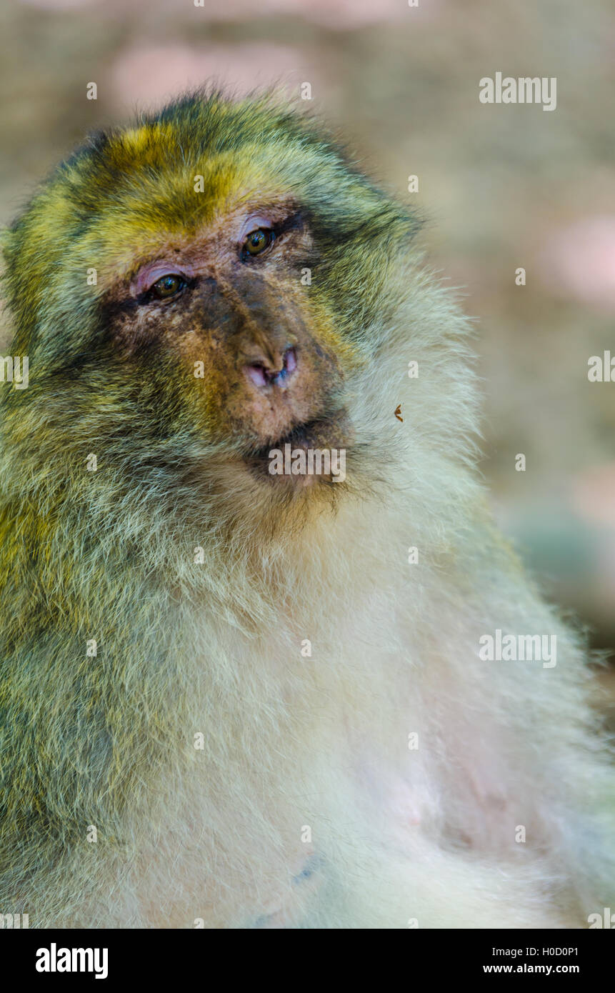 Monkey relax hi-res stock photography and images - Alamy