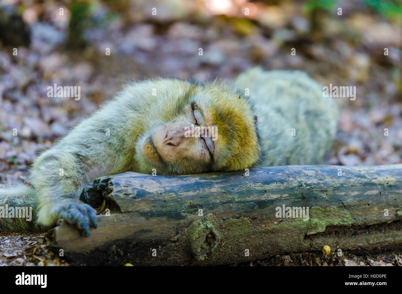 Monkey nap hi-res stock photography and images - Alamy