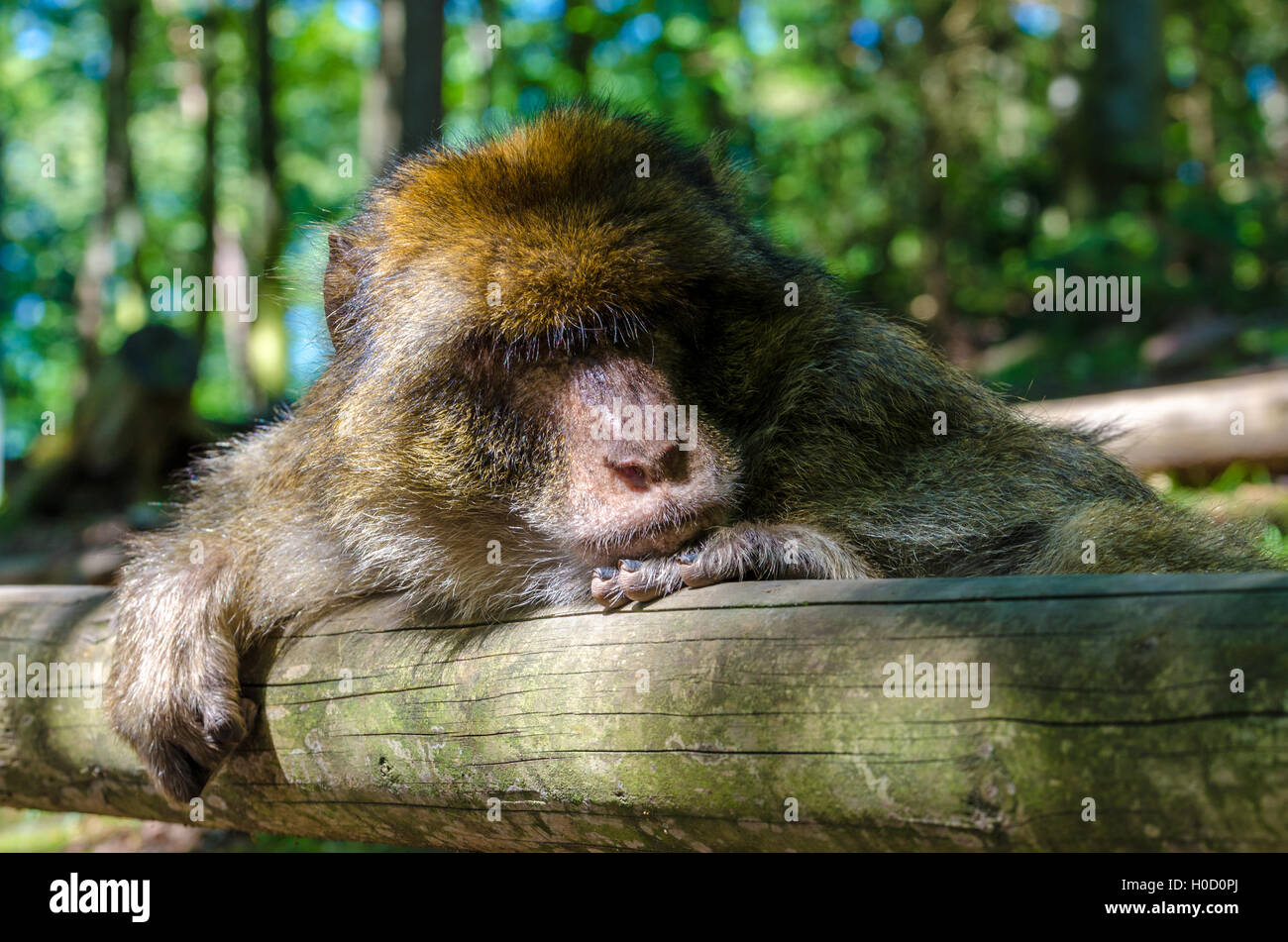 Monkey nap hi-res stock photography and images - Alamy