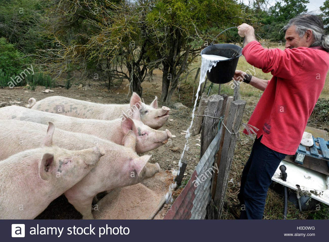 Farmer Feeding Pigs Stock Photos & Farmer Feeding Pigs Stock Images - Alamy