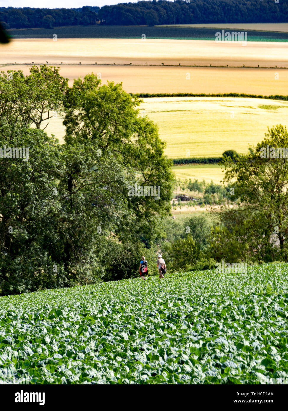 cotswolds, uk, landscape, england, cotswold, rural, english, view, farm ...