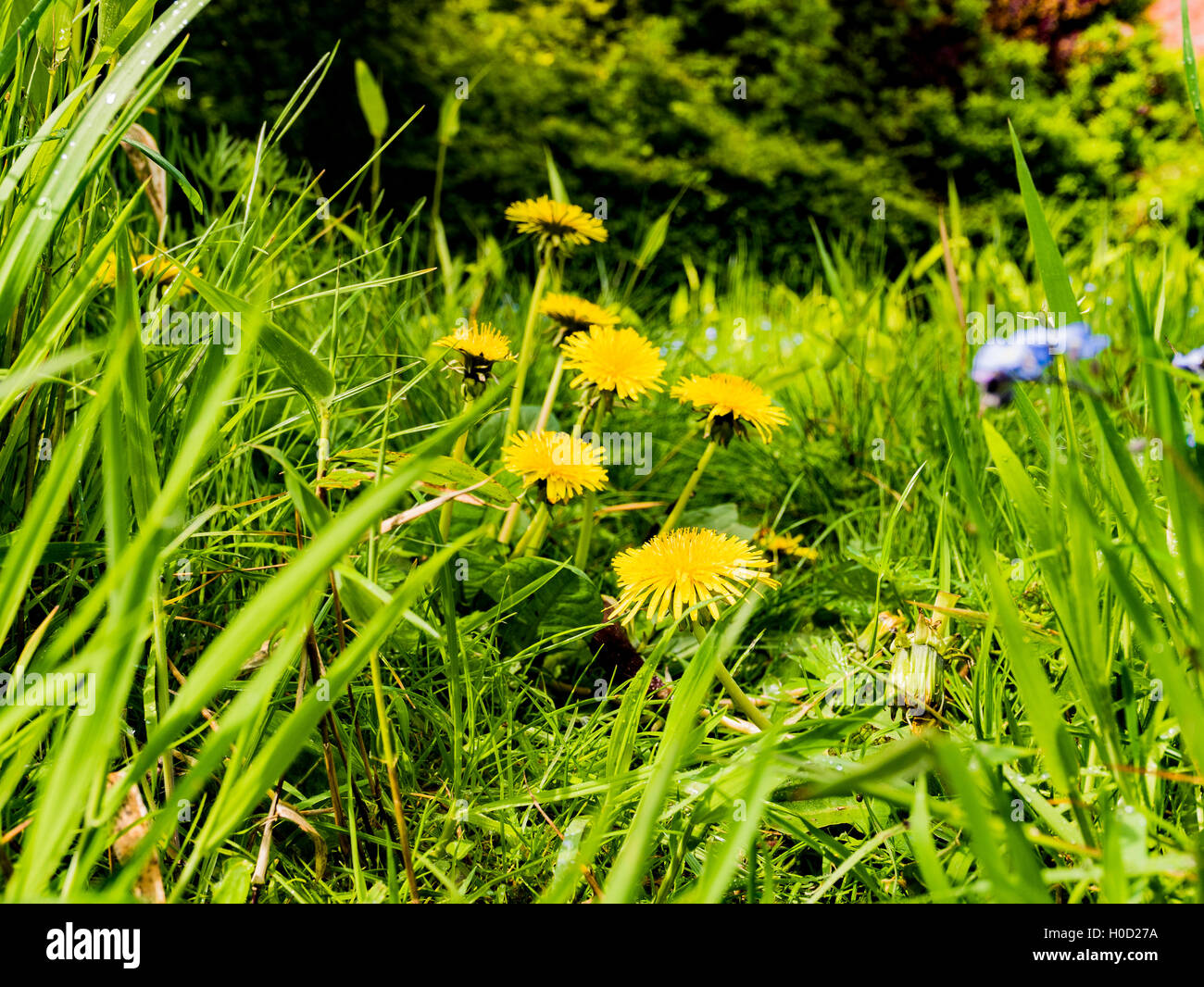 flowers, wild, forest, flower, meadow, path, spring, nature, green ...