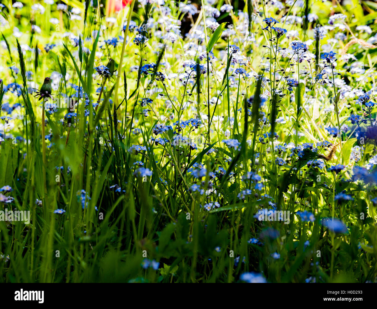 Wild english gardens with pathway hi-res stock photography and images ...