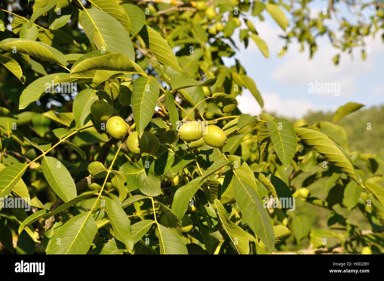 Walnut tree dordogne hi-res stock photography and images - Alamy
