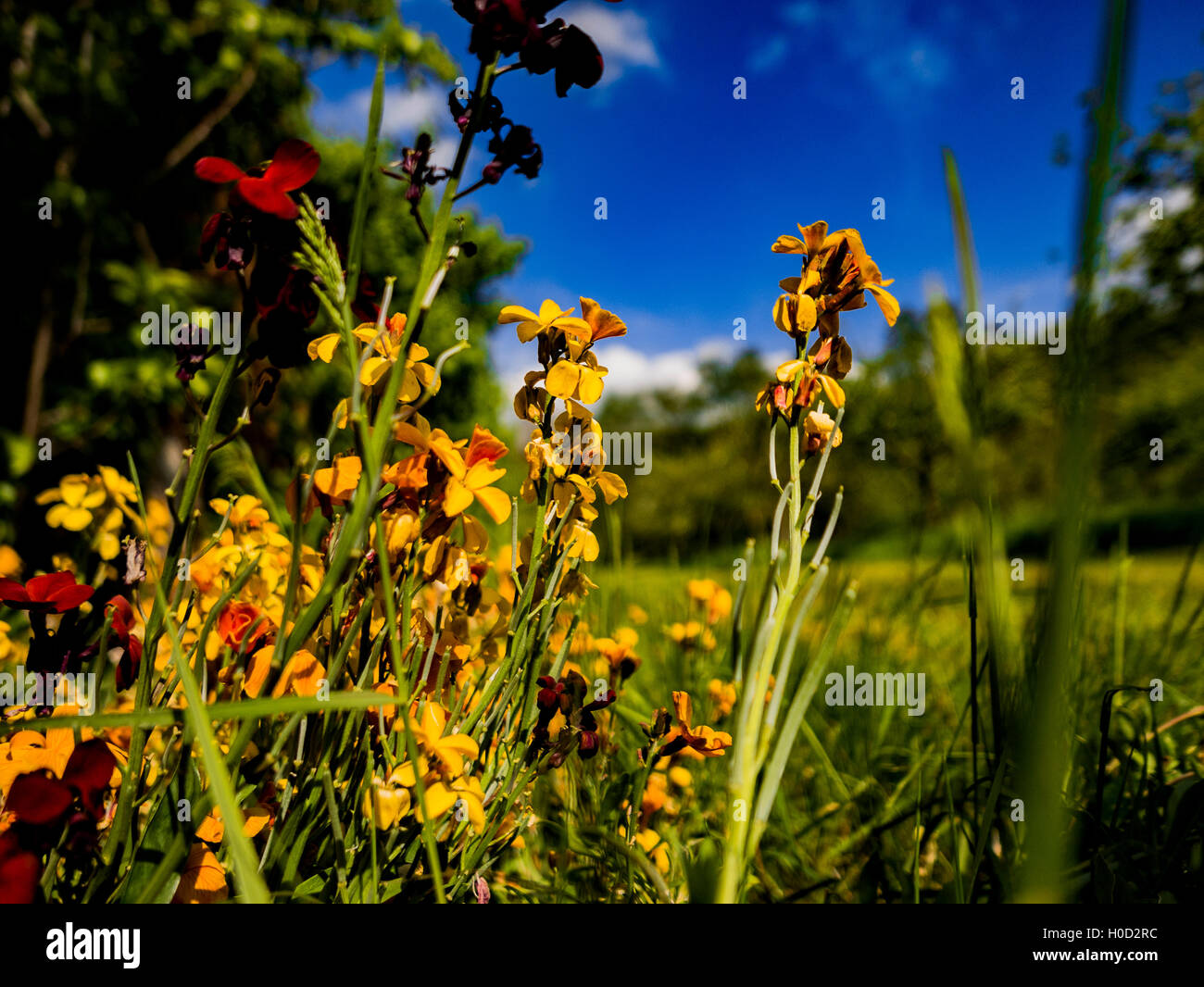 Wild english gardens with pathway hi-res stock photography and images ...