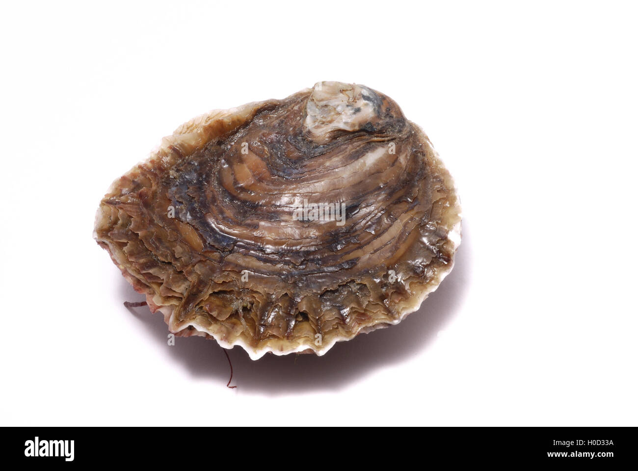 Oister hi-res stock photography and images - Alamy