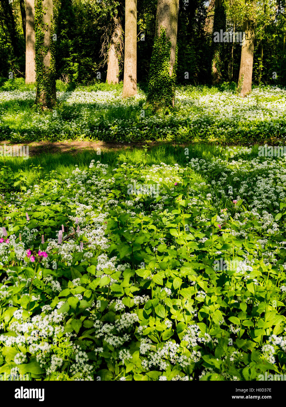 flowers, wild, forest, flower, meadow, path, spring, nature, green ...