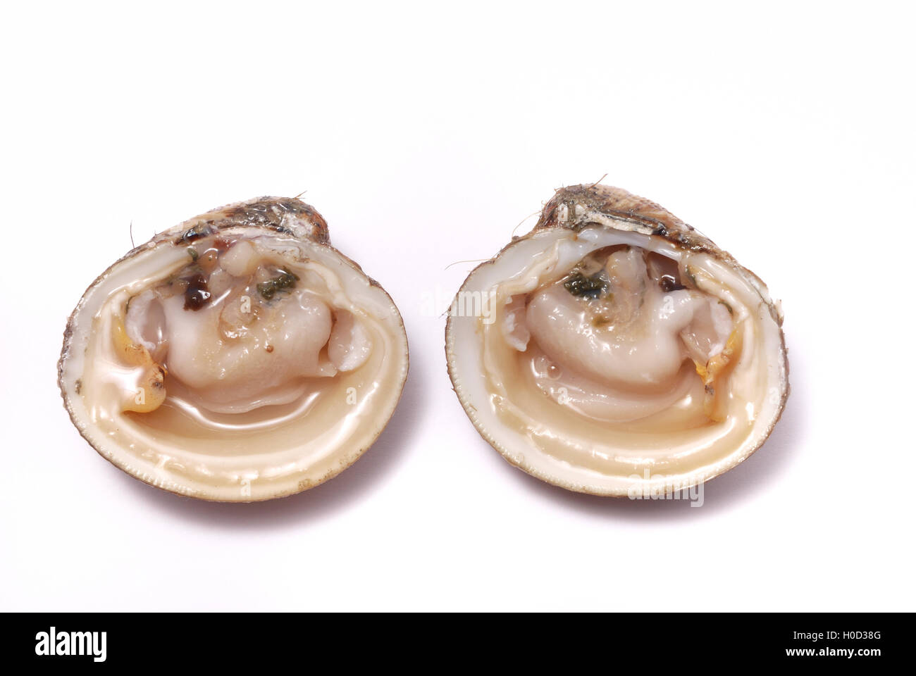 Clams shellfish Cut Out Stock Images & Pictures - Alamy