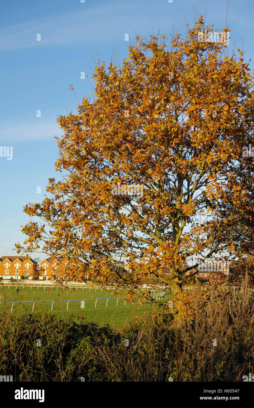 house, english, estate, houses, generic, residential, england, scene ...