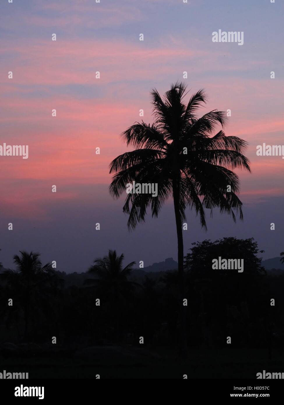 Silhouette of a coco palm at sunset. Evening scene in Hampi, India ...