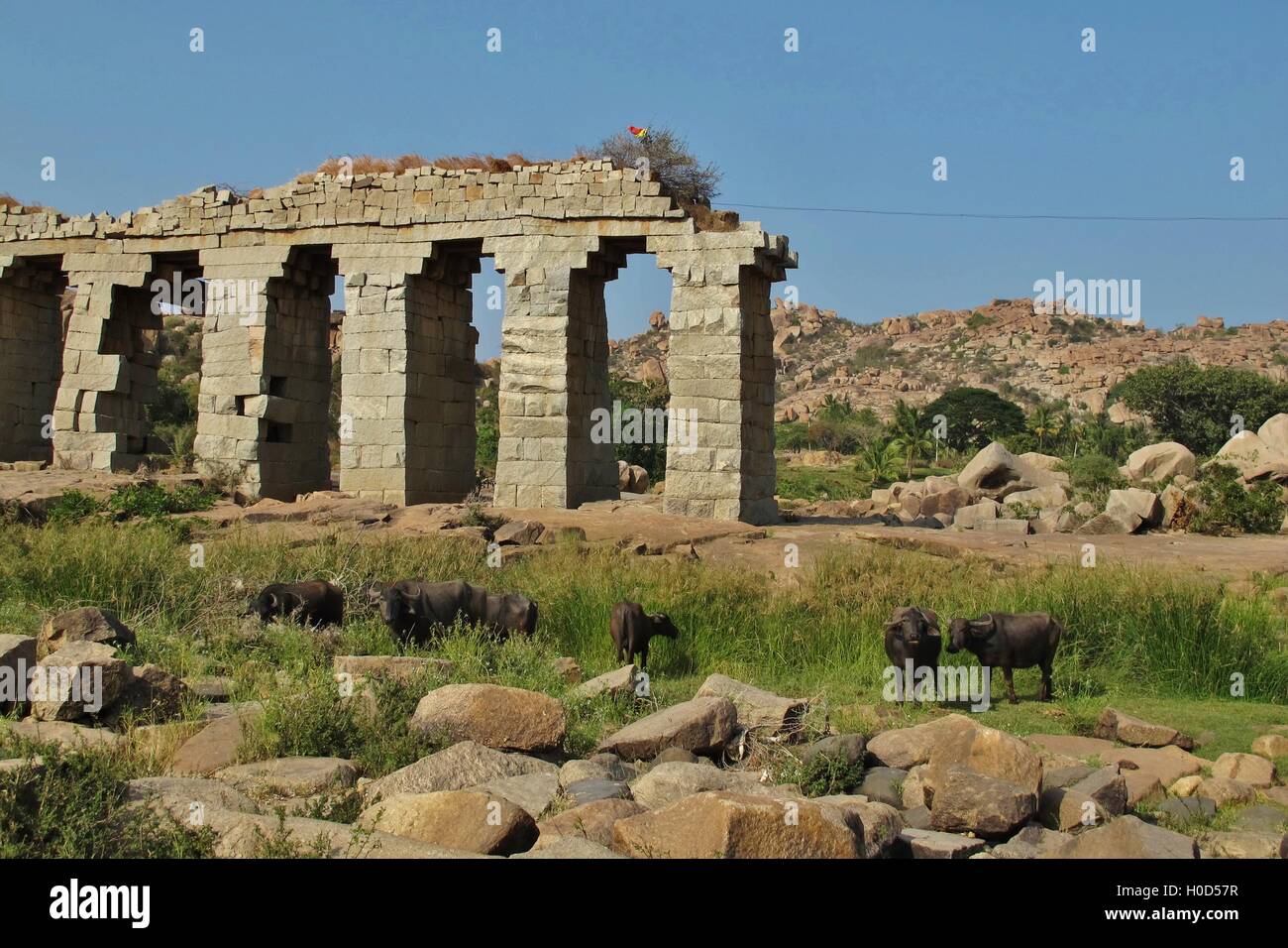 Old bridge, granite boulder and water buffalos. Scene in Hampi ...
