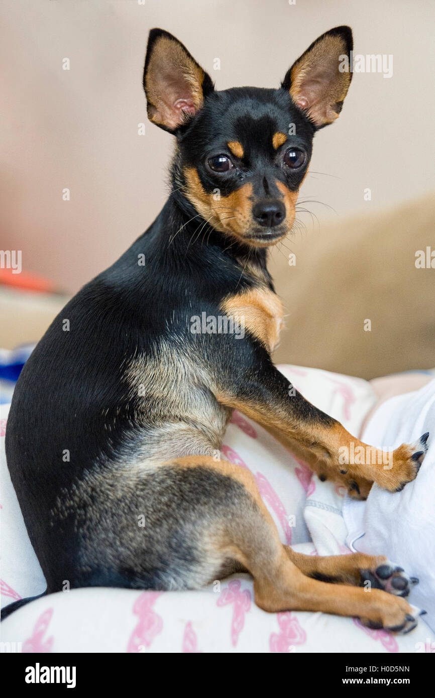Chihuahua puppy dog sitting like human on lap looking at camera Model ...