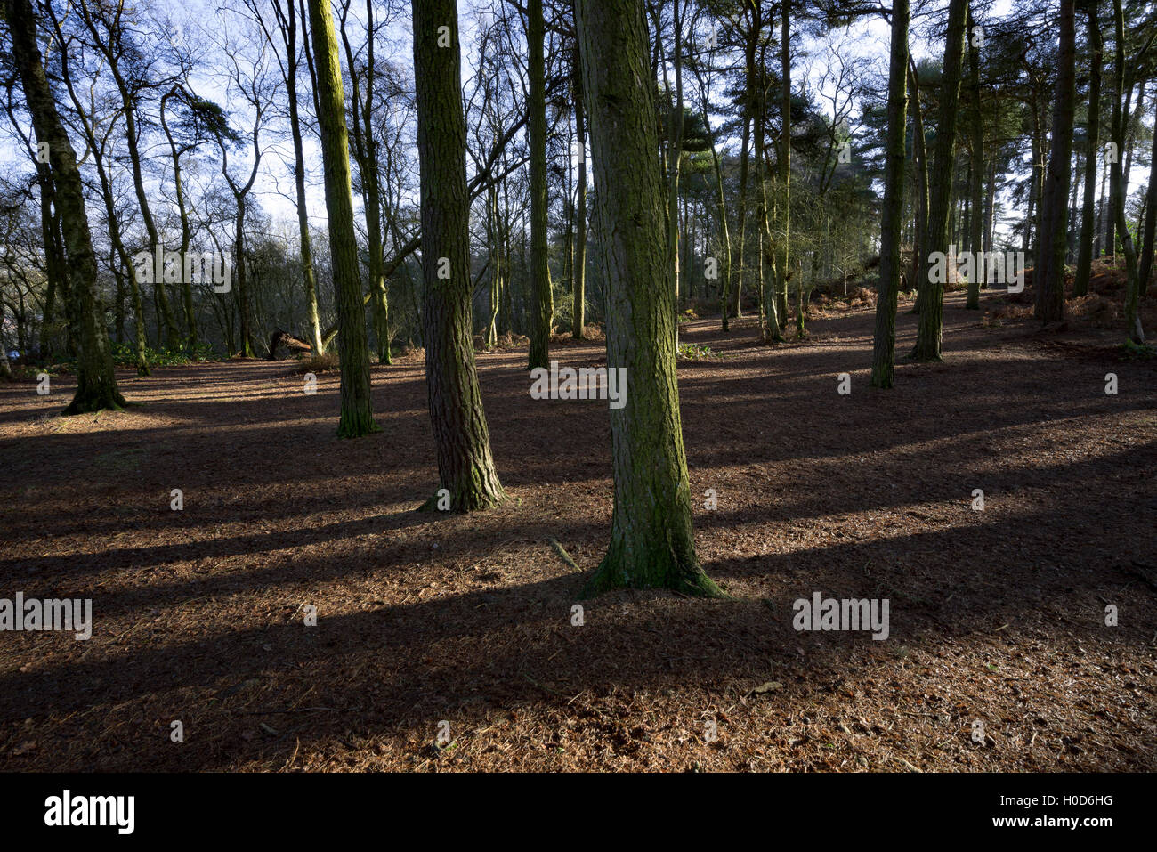 hills, lickey, birmingham, uk, worcestershire, england, estate, park ...