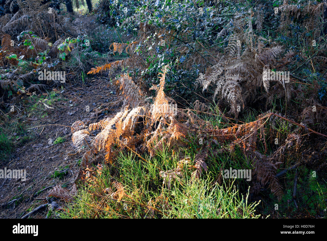 hills, lickey, birmingham, uk, worcestershire, england, estate, park ...