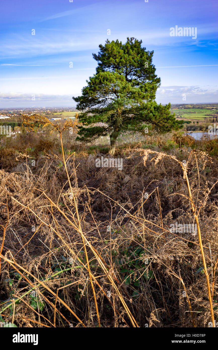 hills, lickey, birmingham, uk, worcestershire, england, estate, park ...
