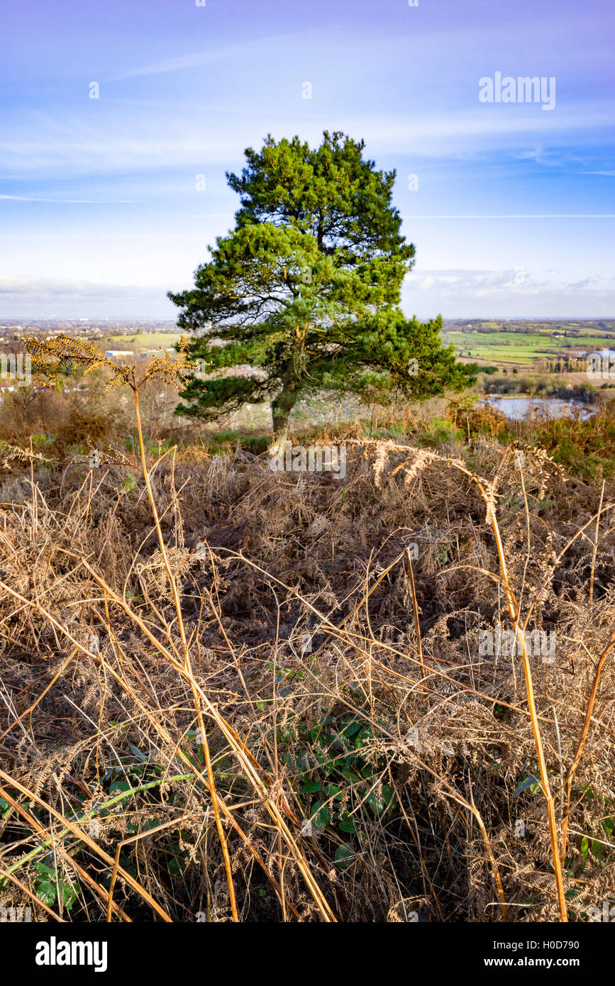 hills, lickey, birmingham, uk, worcestershire, england, estate, park ...