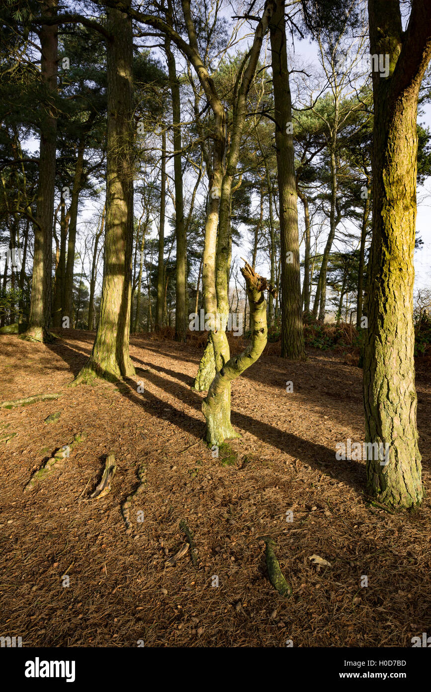 hills, lickey, birmingham, uk, worcestershire, england, estate, park ...