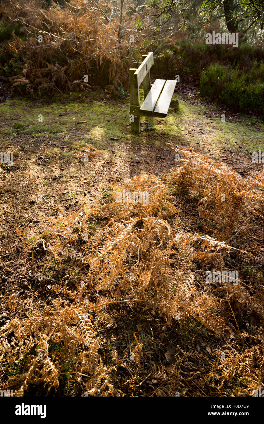 hills, lickey, birmingham, uk, worcestershire, england, estate, park ...