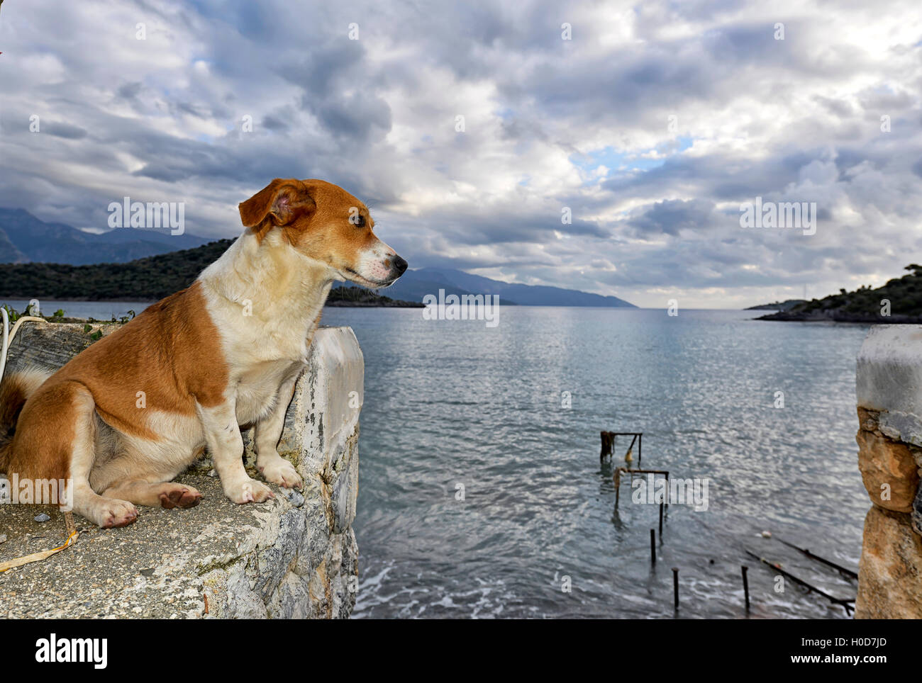 Dog sitting and observing the beach Stock Photo - Alamy