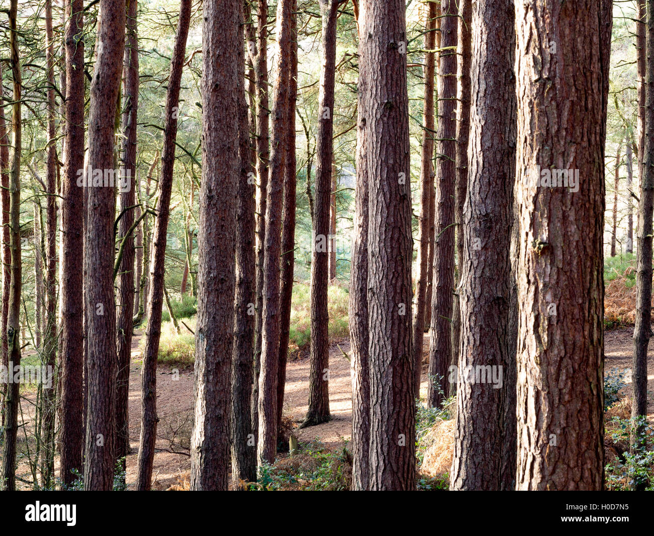 hills, lickey, birmingham, uk, worcestershire, england, estate, park ...