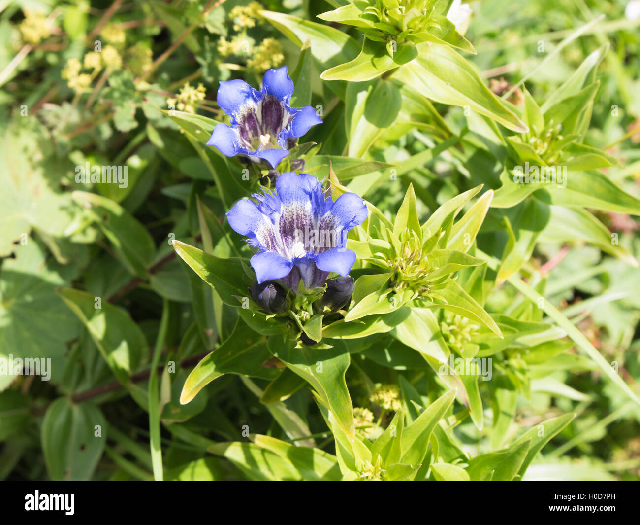 mountains, green, peaks, Georgia, Svanetia,far, landscape, mountain ...