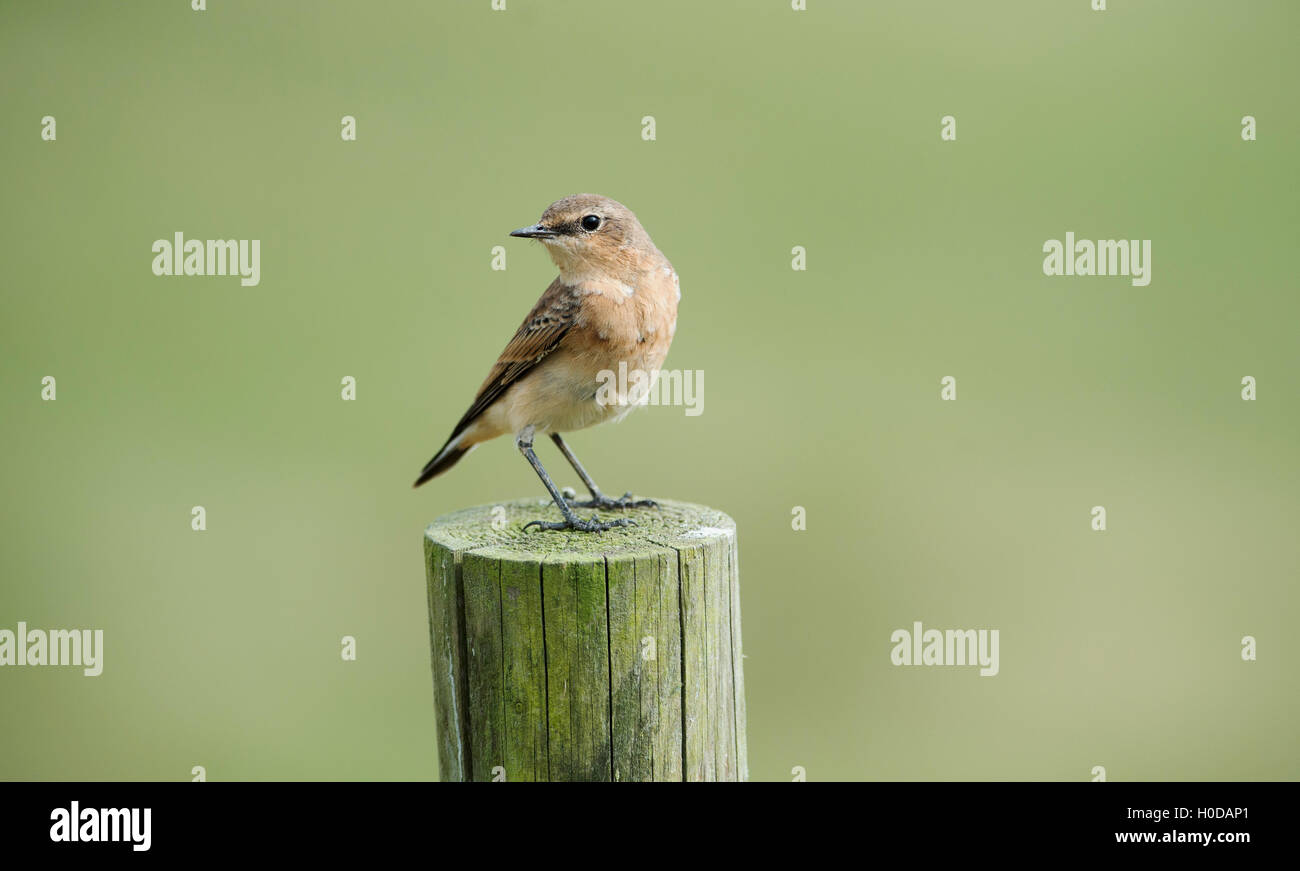 Female Wheatear Oenanthe Oenanthe in autumn plumage at Arlington ...