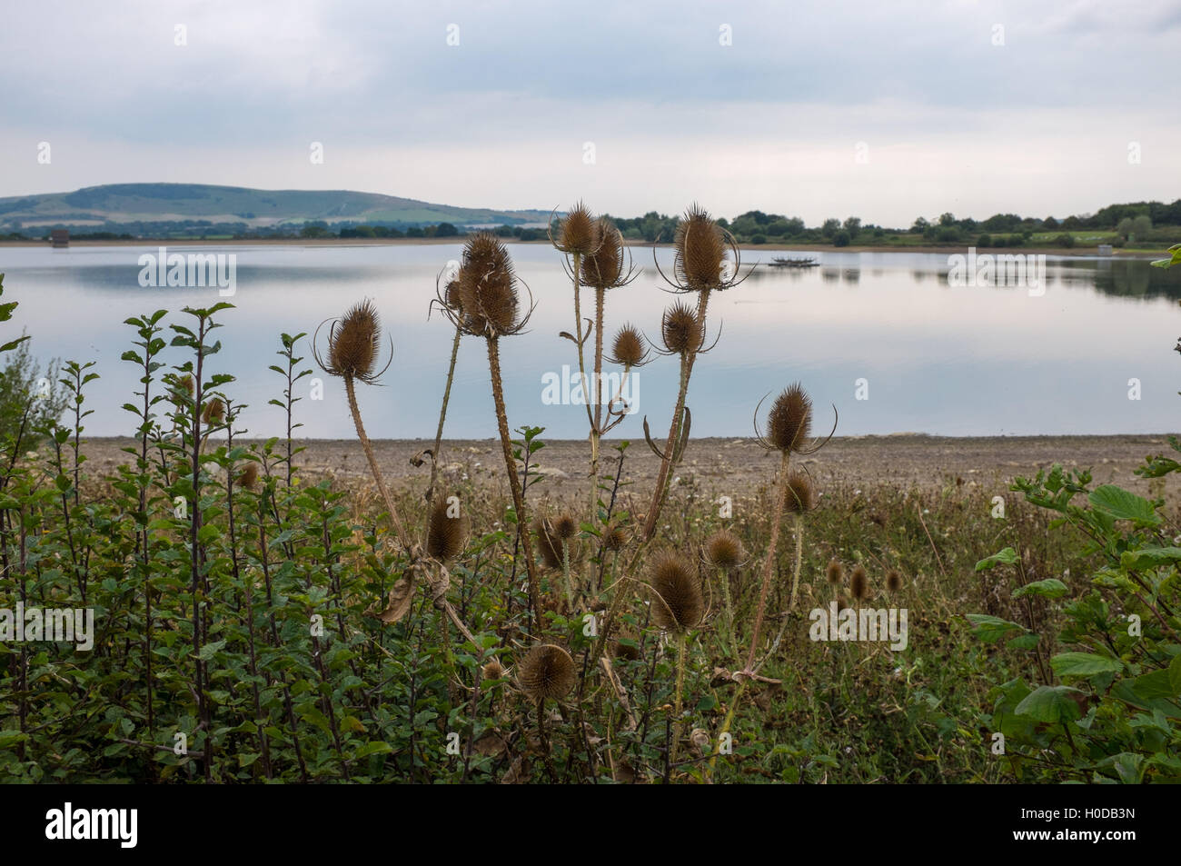 Teasel plants hi-res stock photography and images - Alamy