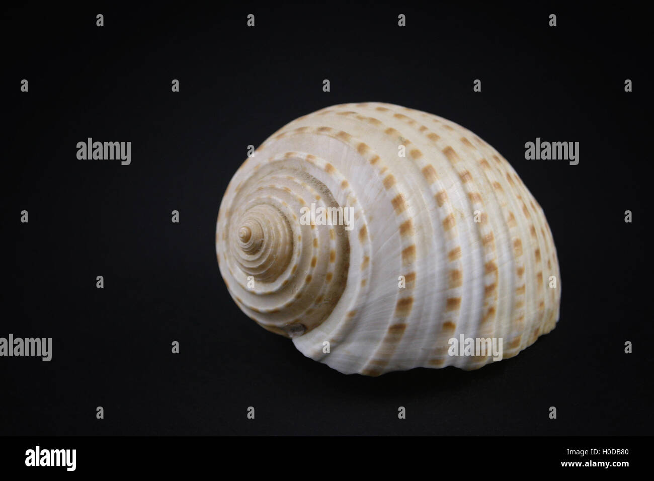 Snail shell geometry hi-res stock photography and images - Alamy