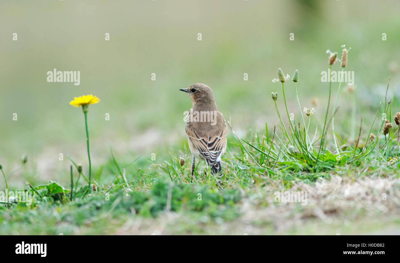 Female wheatear hi-res stock photography and images - Alamy