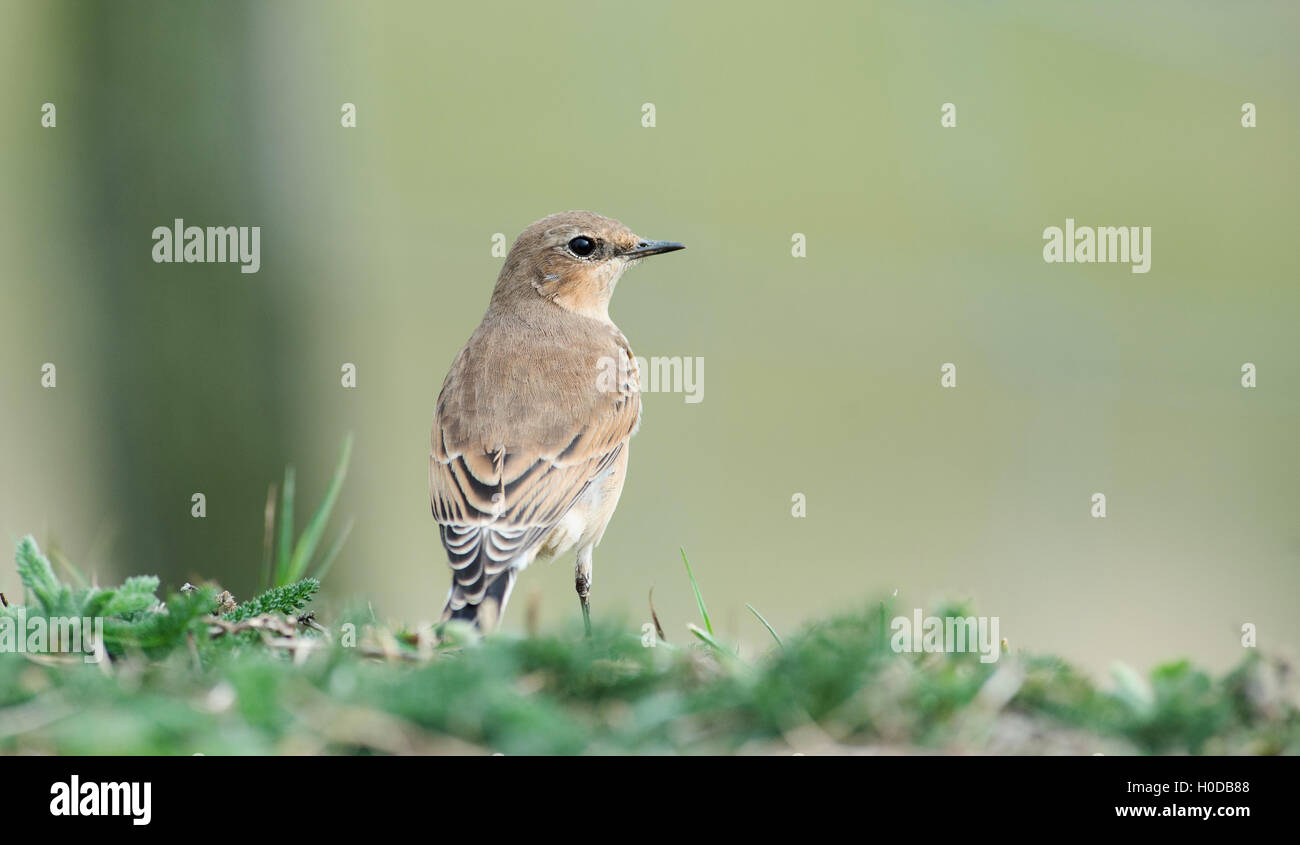 Female wheatear hi-res stock photography and images - Alamy