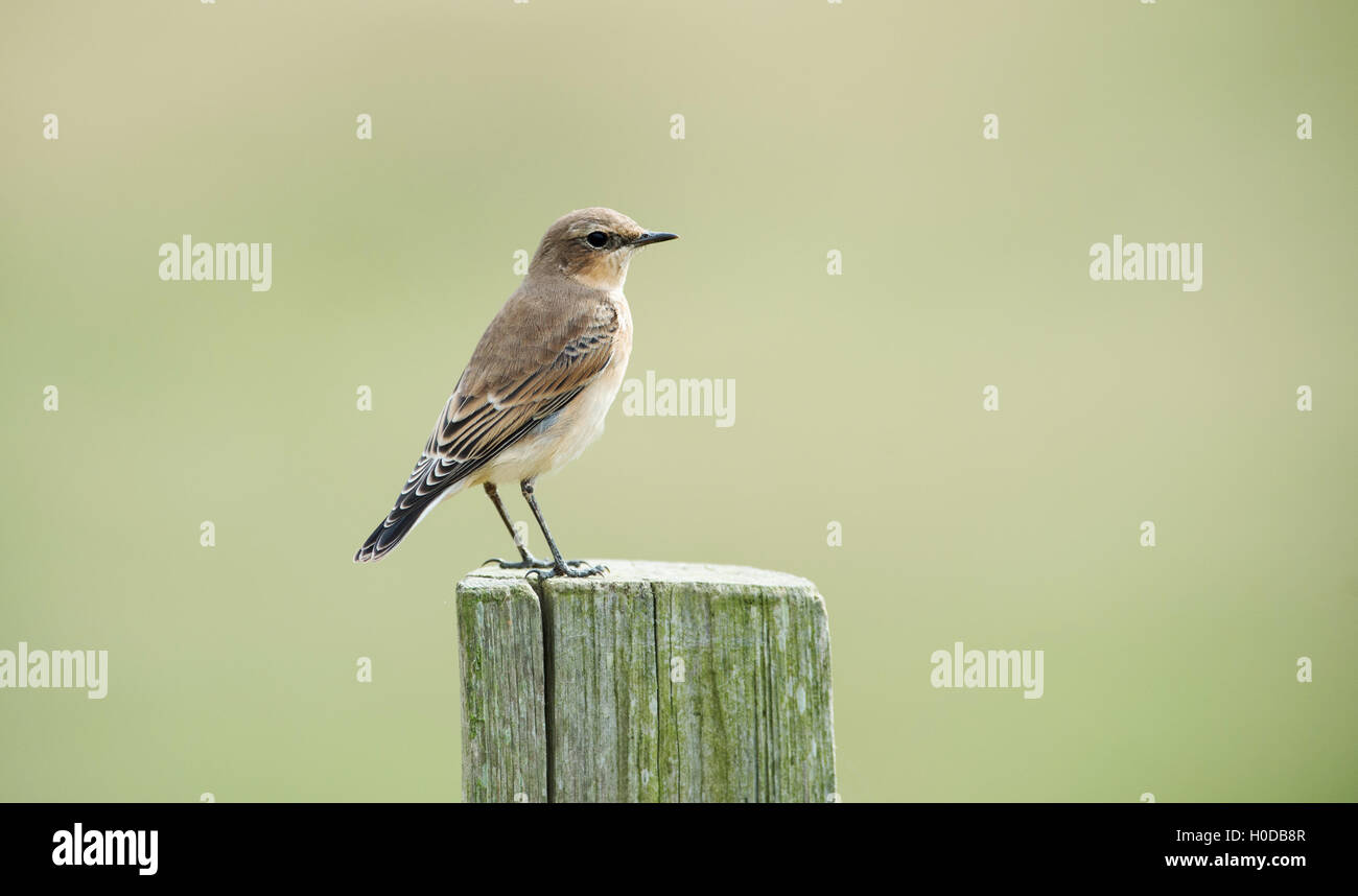 Bird wheater britain hi-res stock photography and images - Alamy