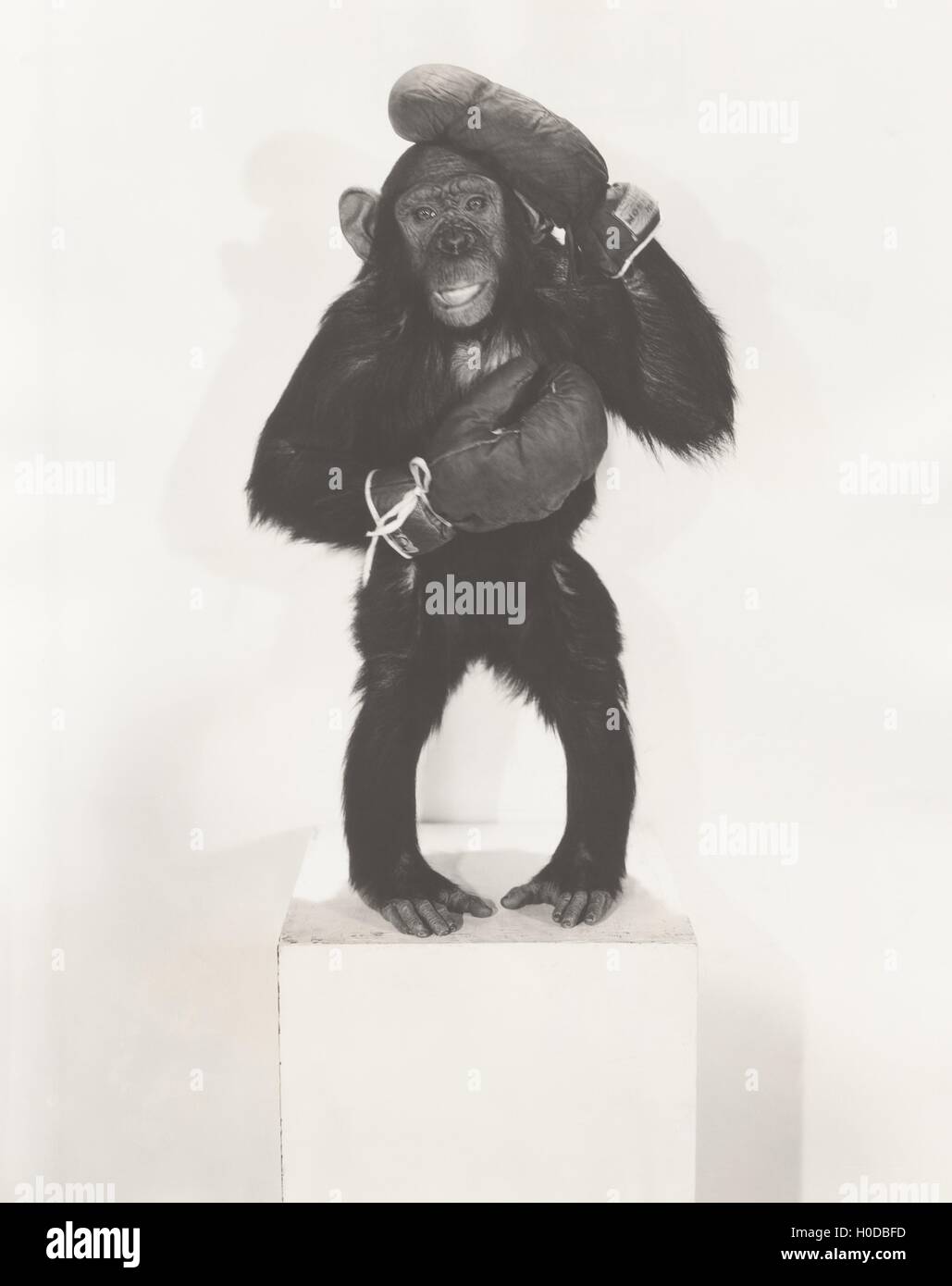 Portrait of monkey wearing boxing gloves Stock Photo - Alamy