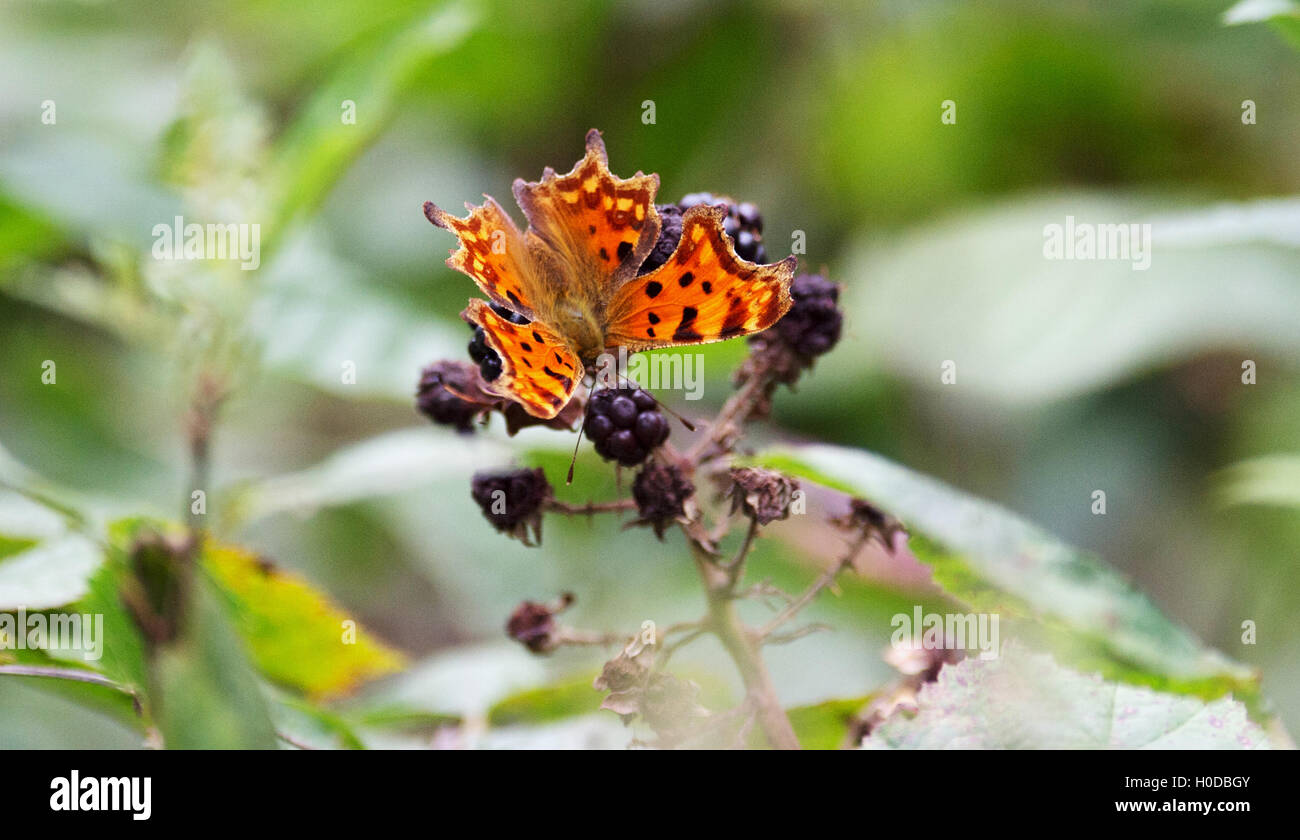 Comma butterflies hi-res stock photography and images - Alamy