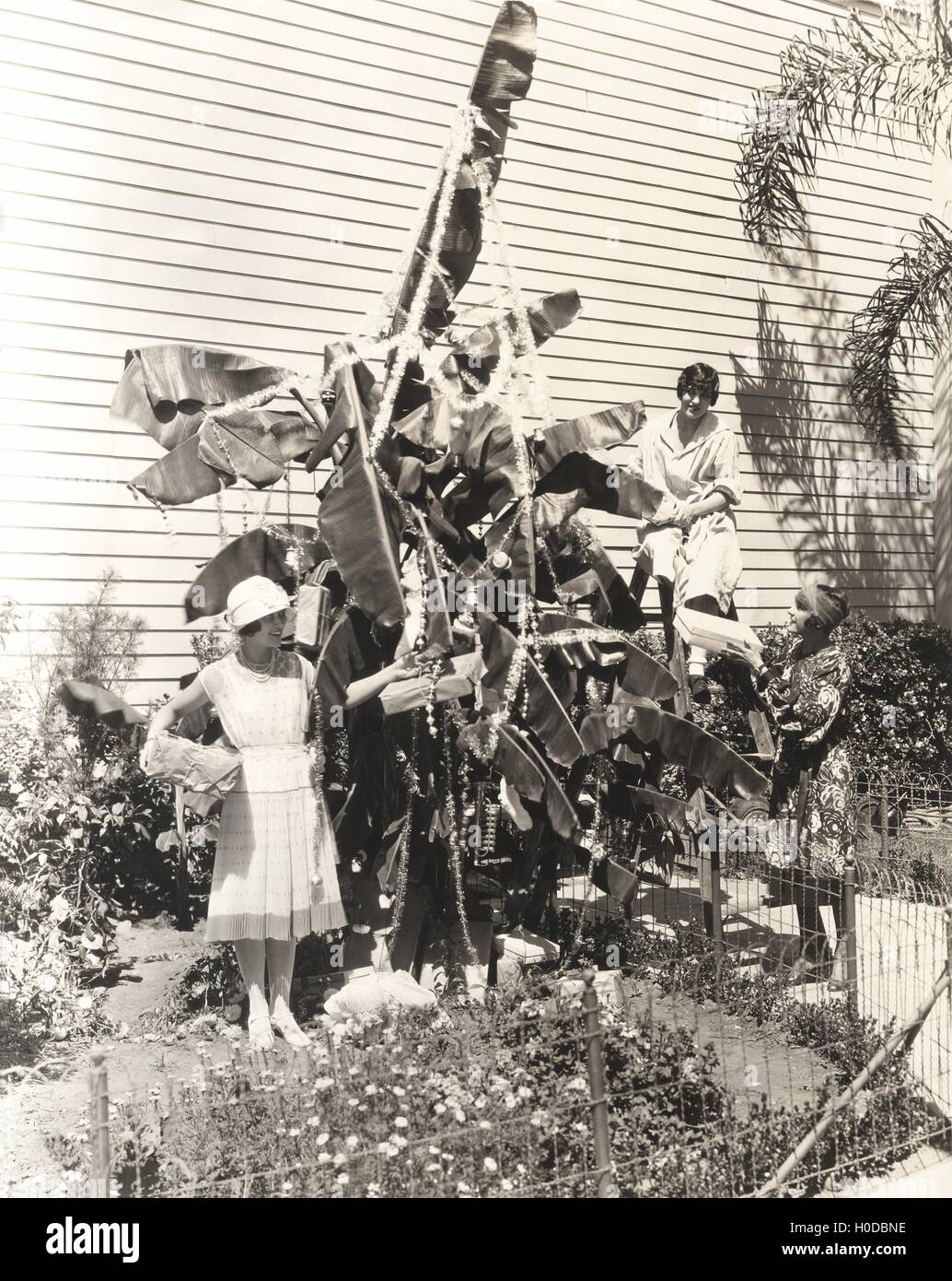 Three women decorating banana tree for Christmas Stock Photo - Alamy
