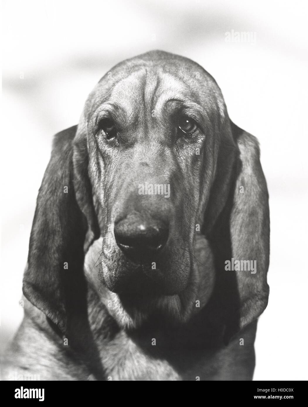 Portrait of a bloodhound Stock Photo - Alamy