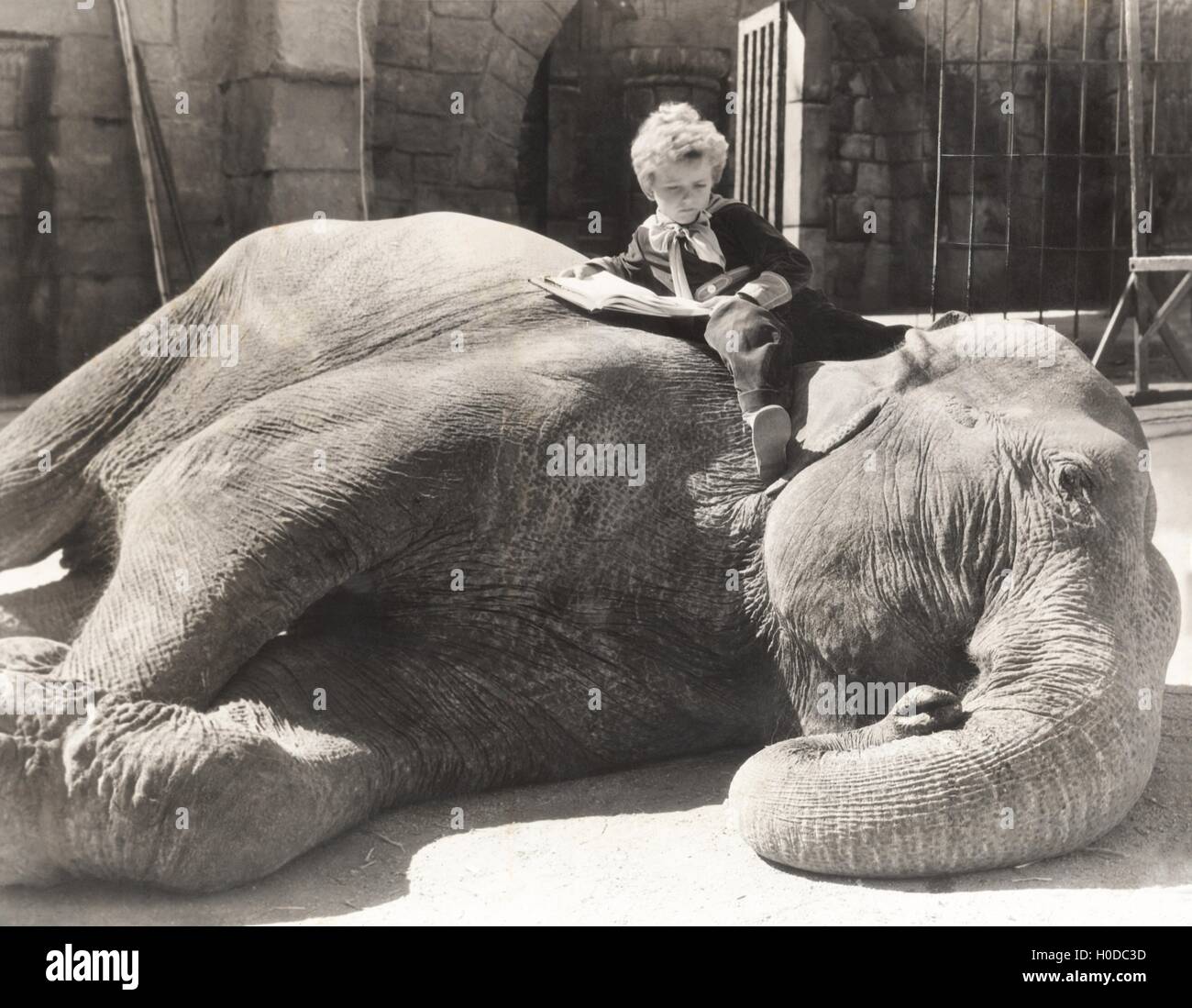 Little boy reading a book on sleeping elephant Stock Photo - Alamy