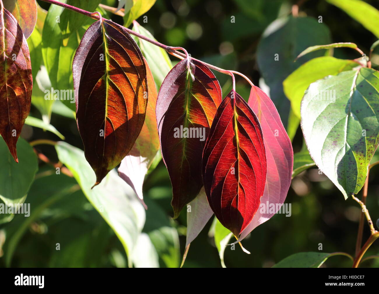 Fluttering leaves hi-res stock photography and images - Alamy