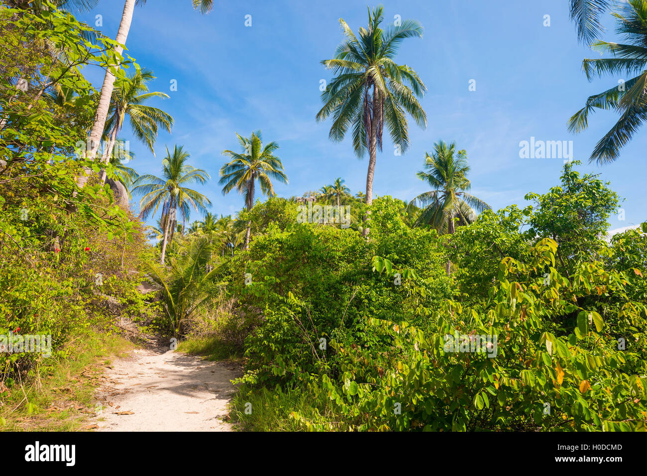 Pathway with coconut tree at Koh Tao Stock Photo - Alamy