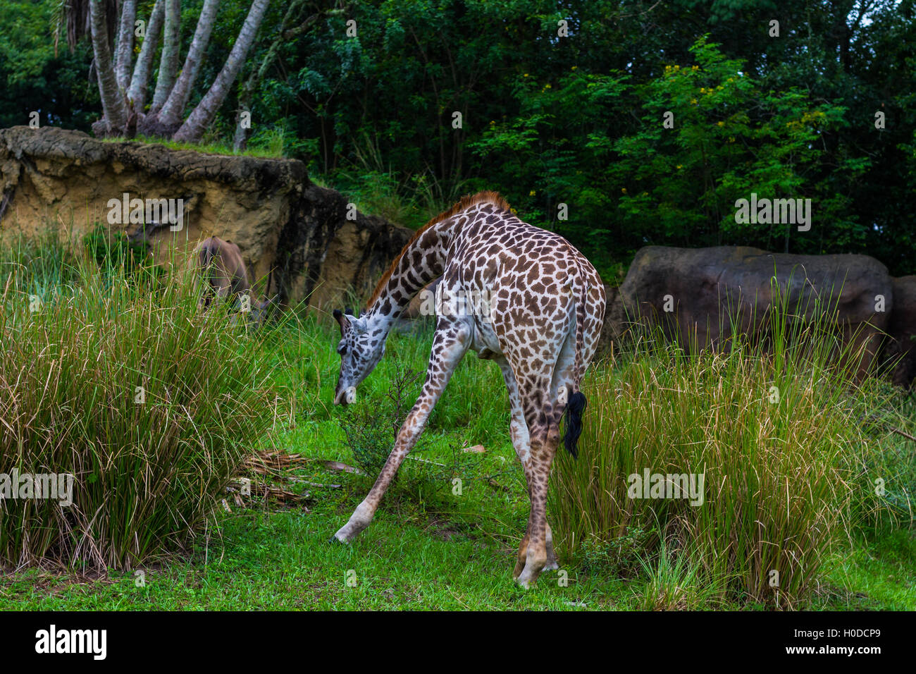Giraffe eating grass Stock Photo - Alamy