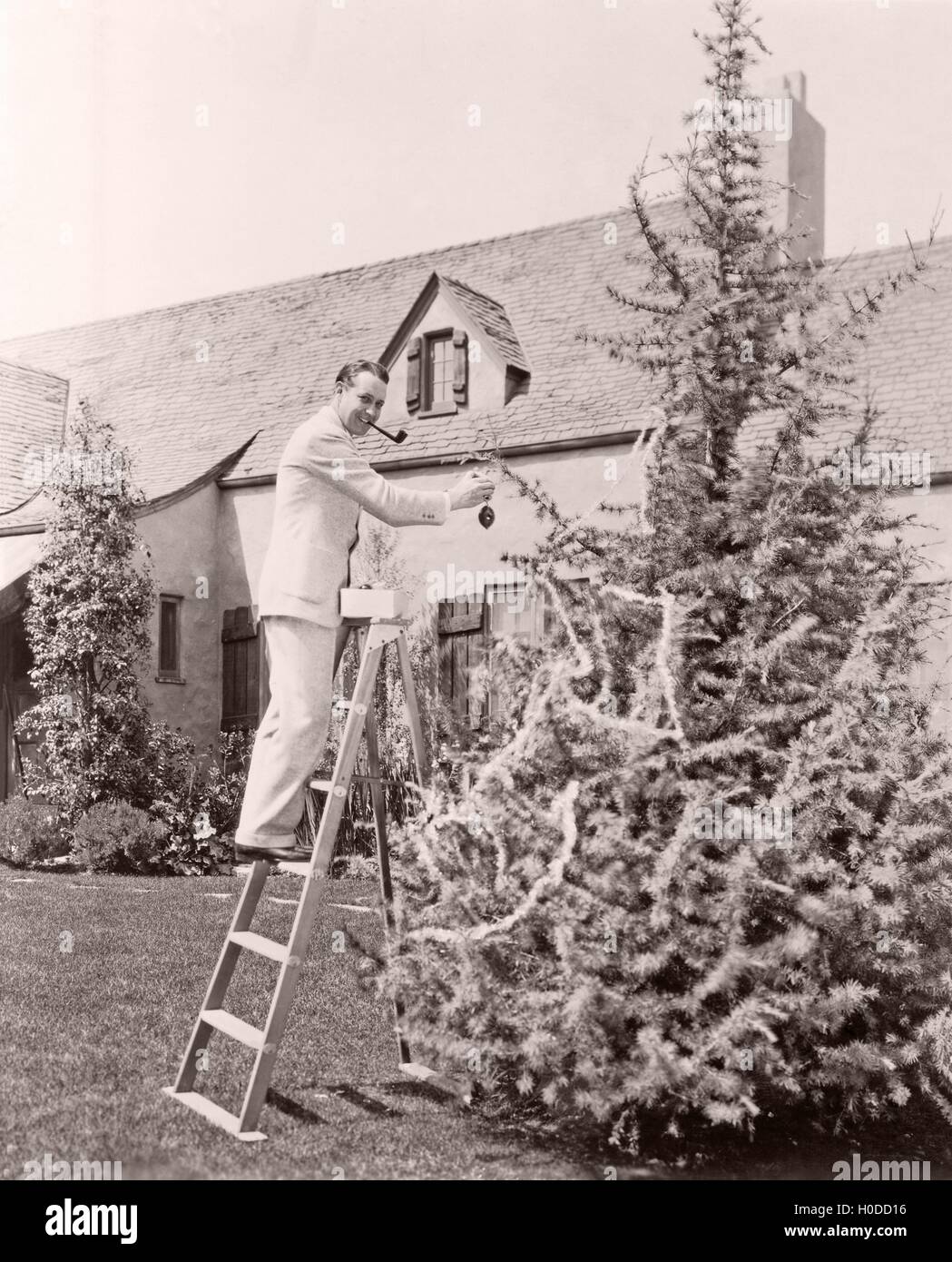 Man decorating pine tree in his backyard Stock Photo - Alamy