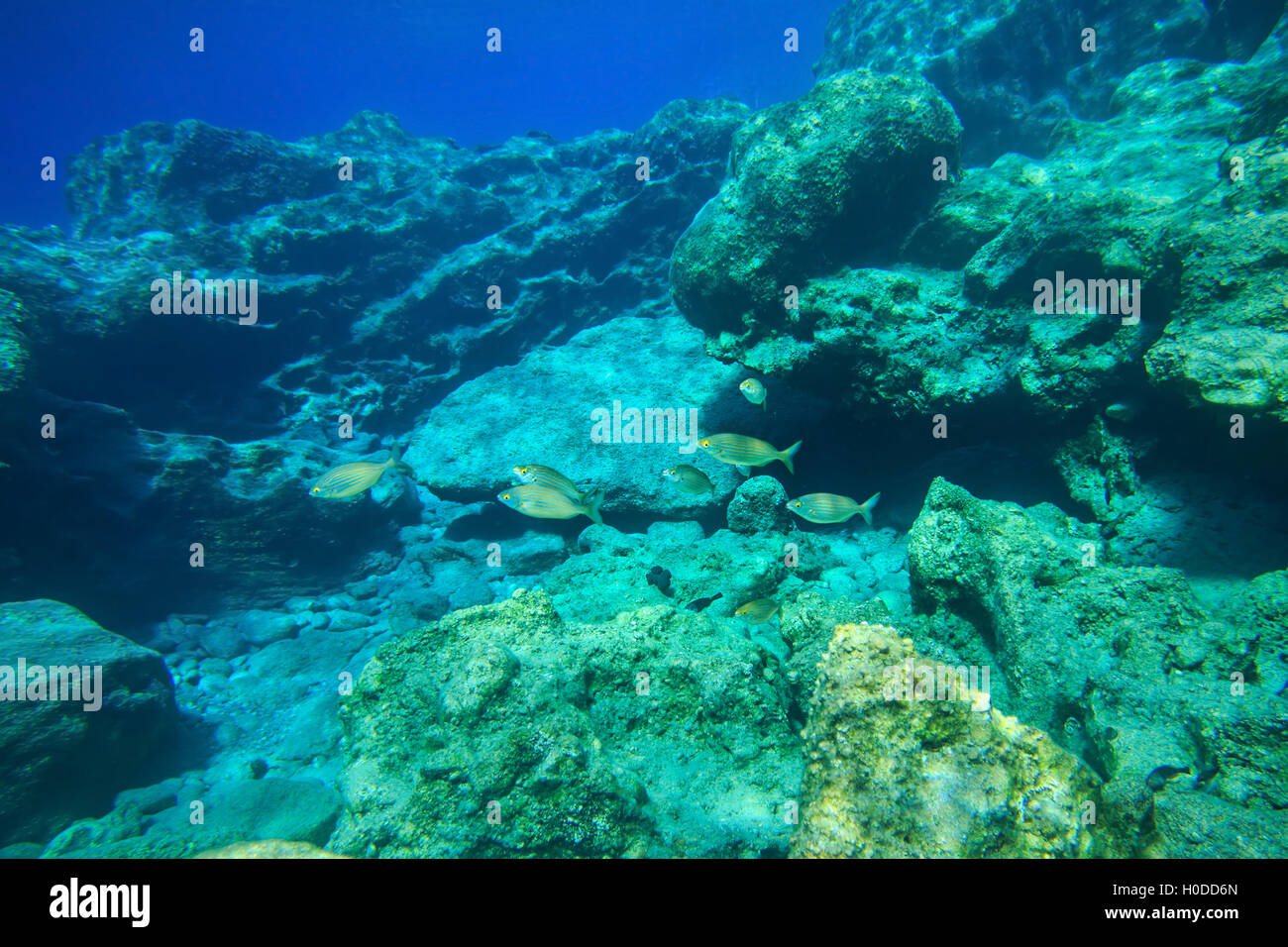 Aegean fish hi-res stock photography and images - Alamy