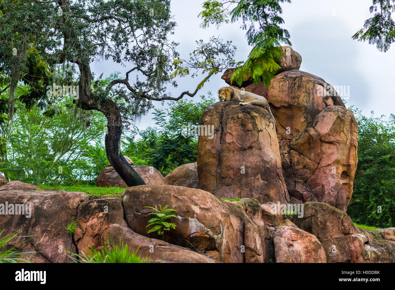 Lion King Rock High Resolution Stock Photography and Images - Alamy