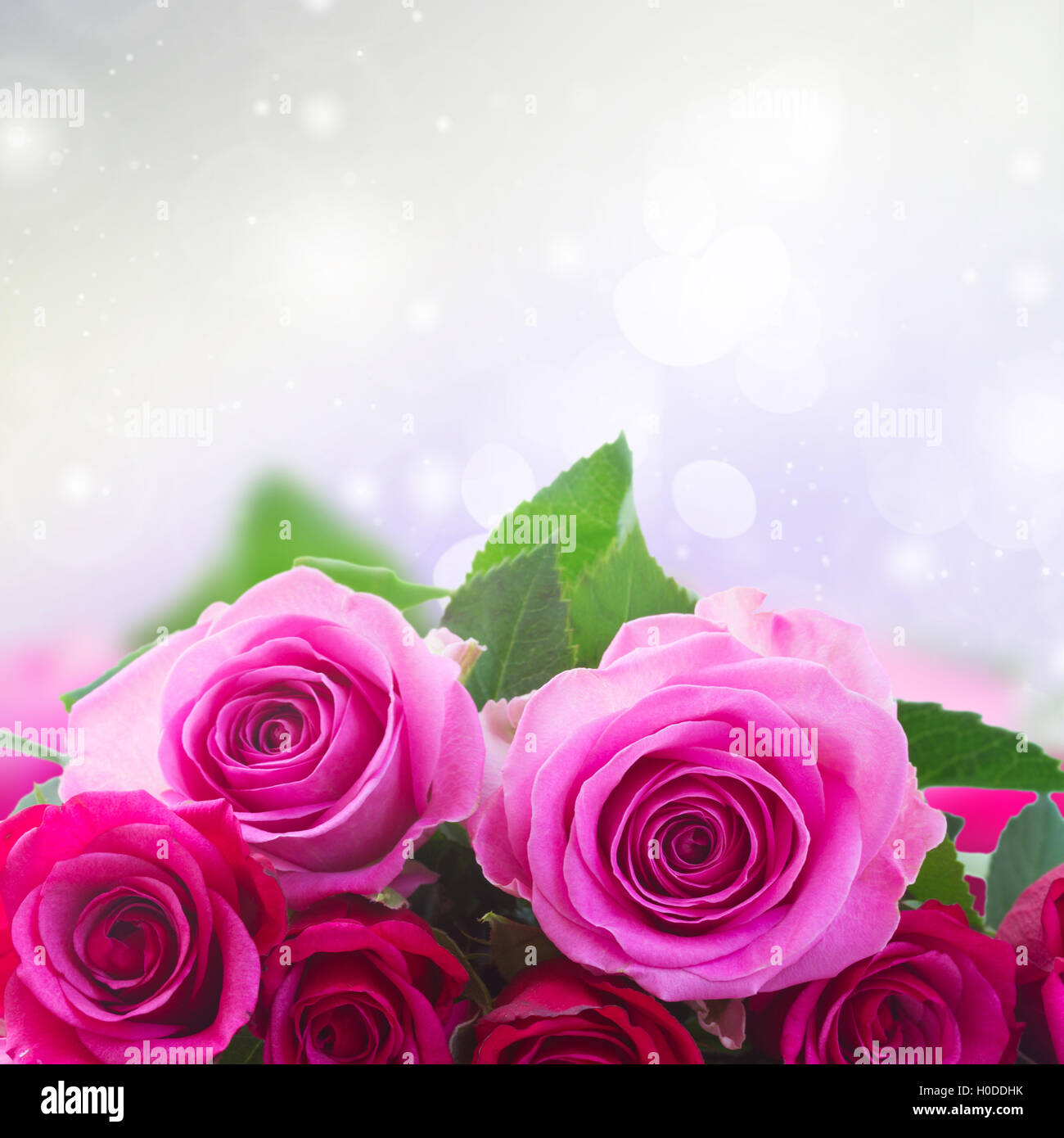 bouquet of fresh pink roses Stock Photo - Alamy