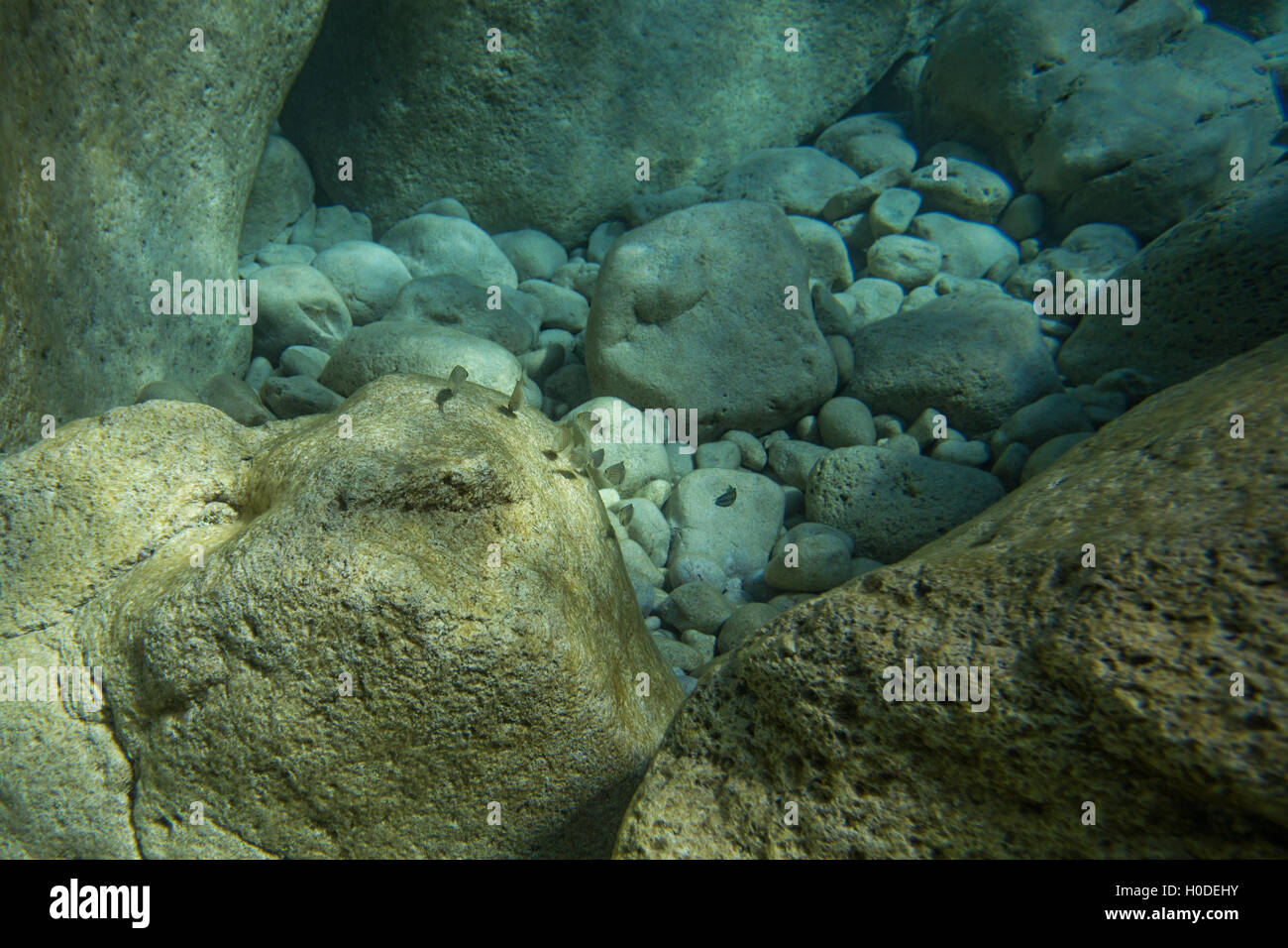 Smal fish under water Stock Photo - Alamy
